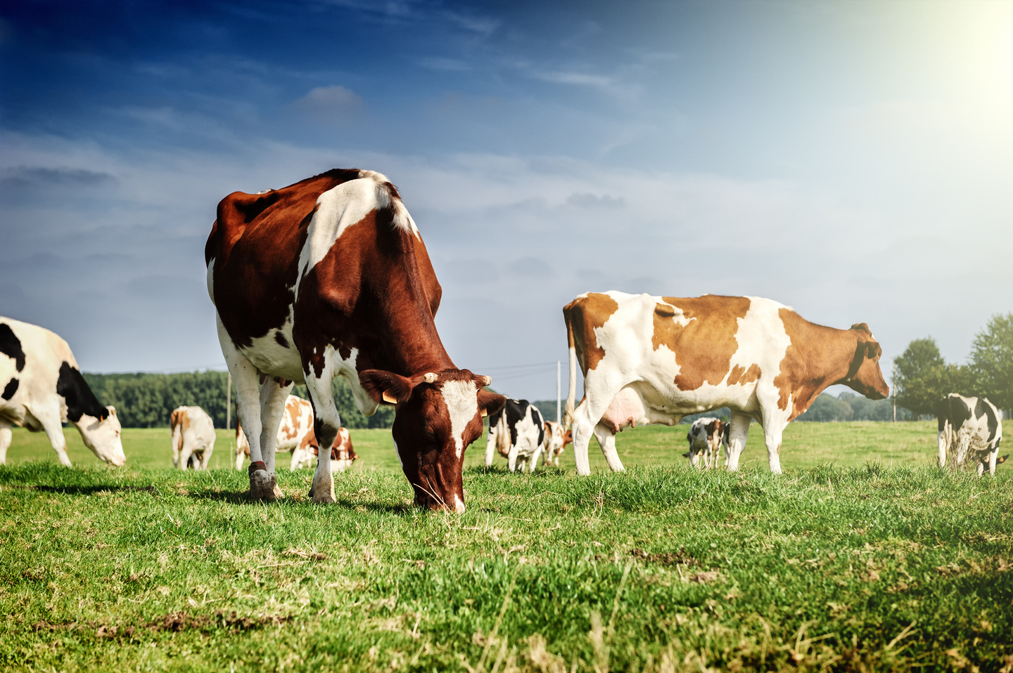 Cow Hair Fibre - Non Conventional Fibres Association