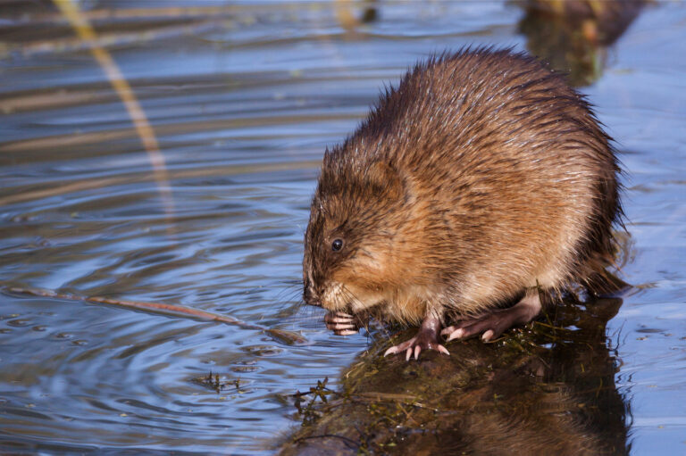 Coir - Non Conventional Fibres Association